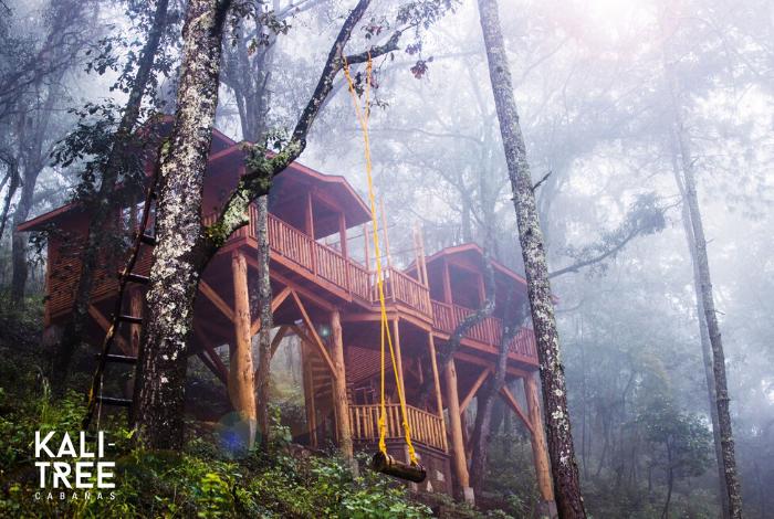 Kali Tree :: pueblalotiene